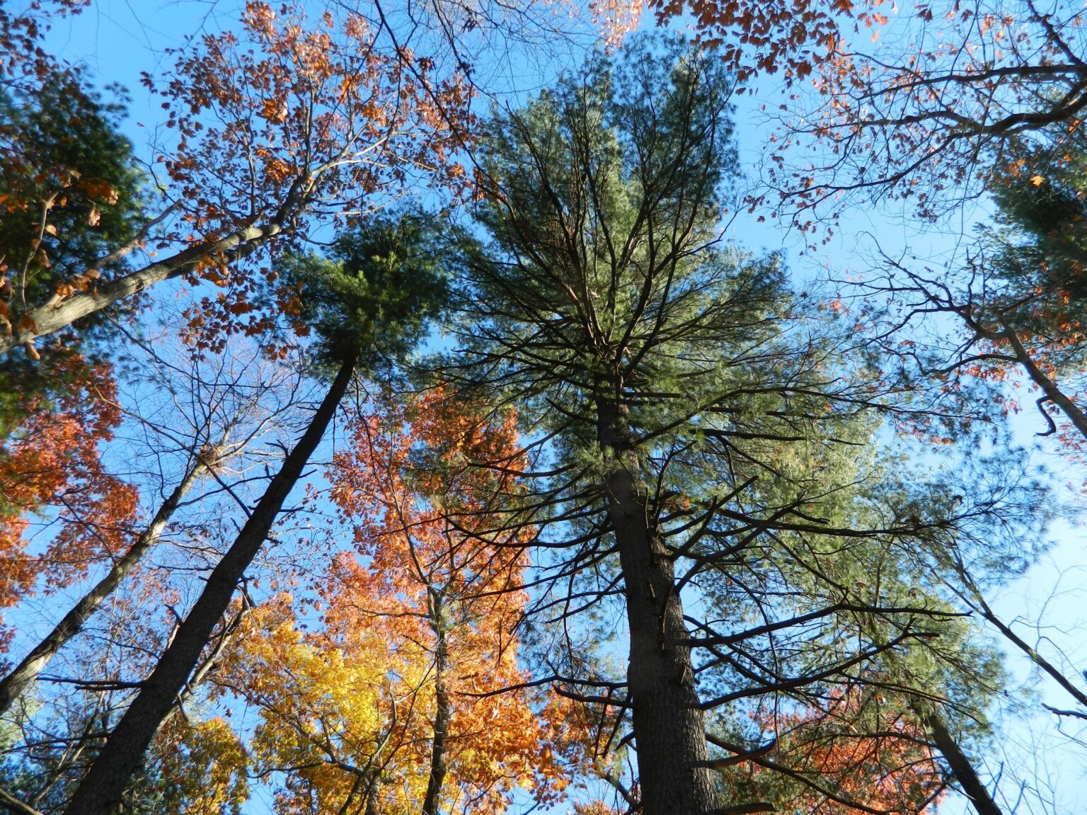 Multiple Trees | Imagining Lyme