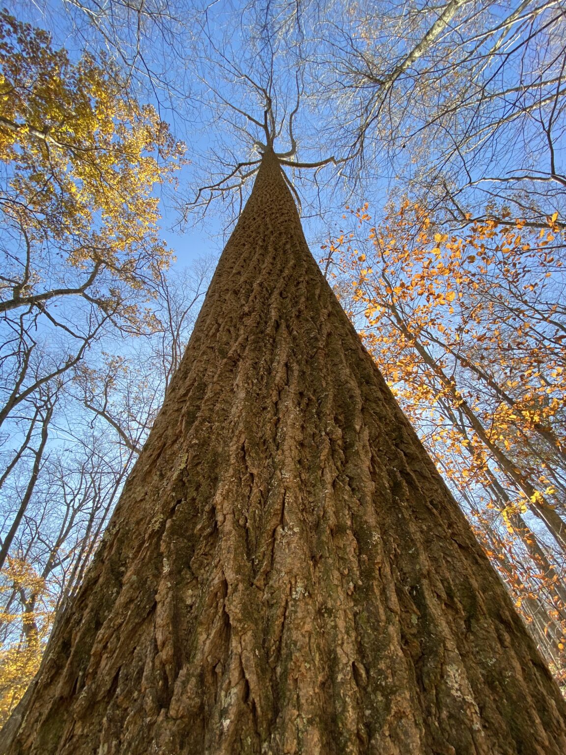 Tulip tree on a fall morning | Imagining Lyme